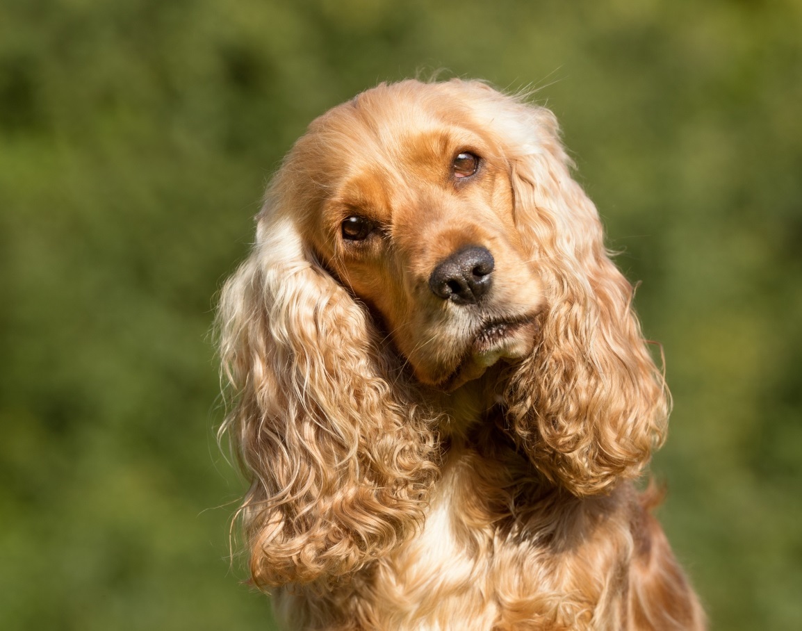 Cocker Spaniel Insurance | Lifetime Cover From Purely Pets