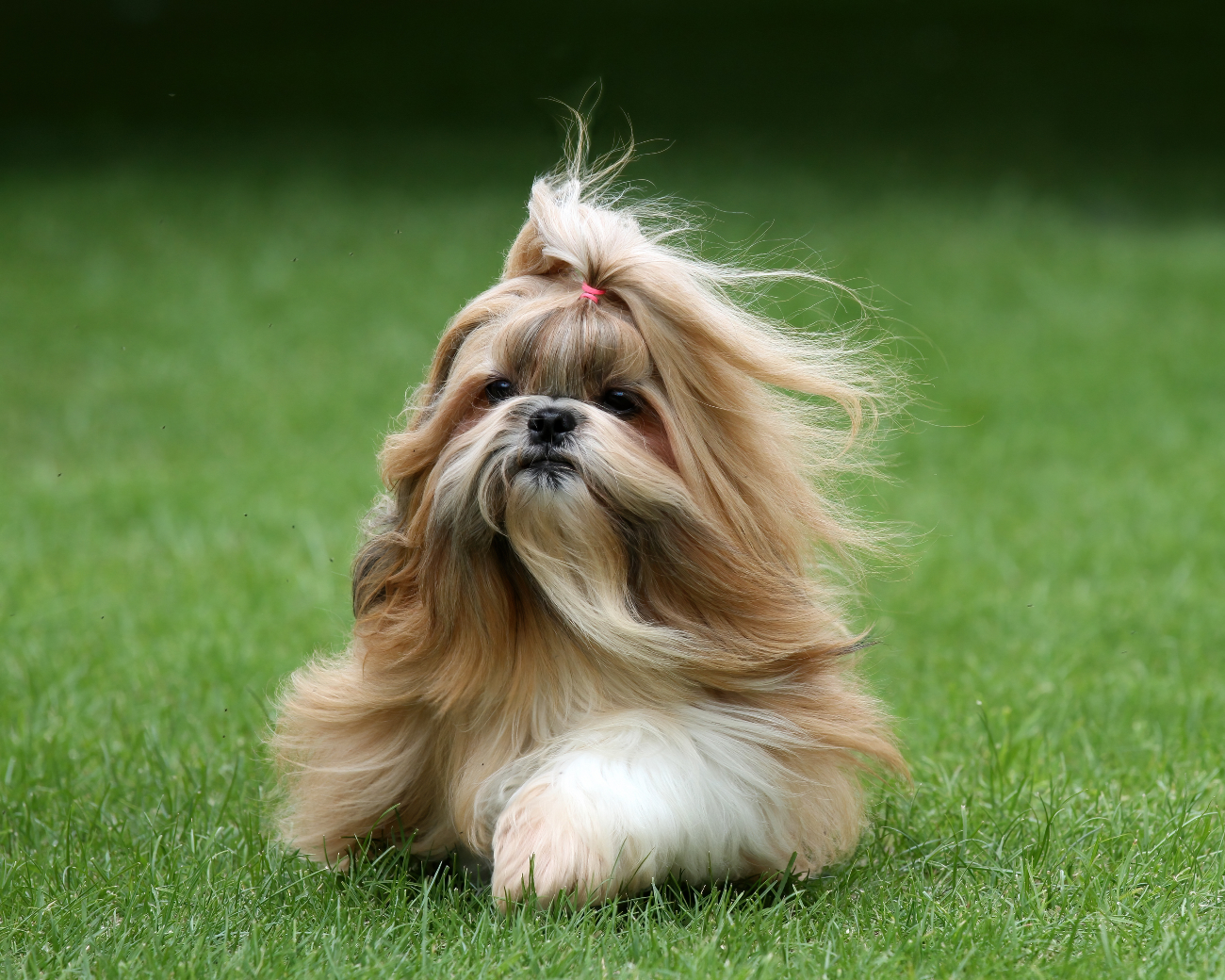 The Shih Tzu dog breed