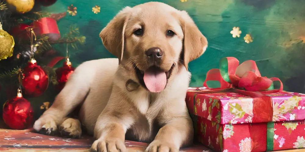 What is a forever puppy breed? A comprehensive guide