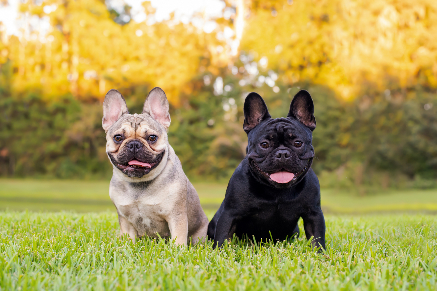French Bulldog Insurance | Lifetime Cover From Purely Pets