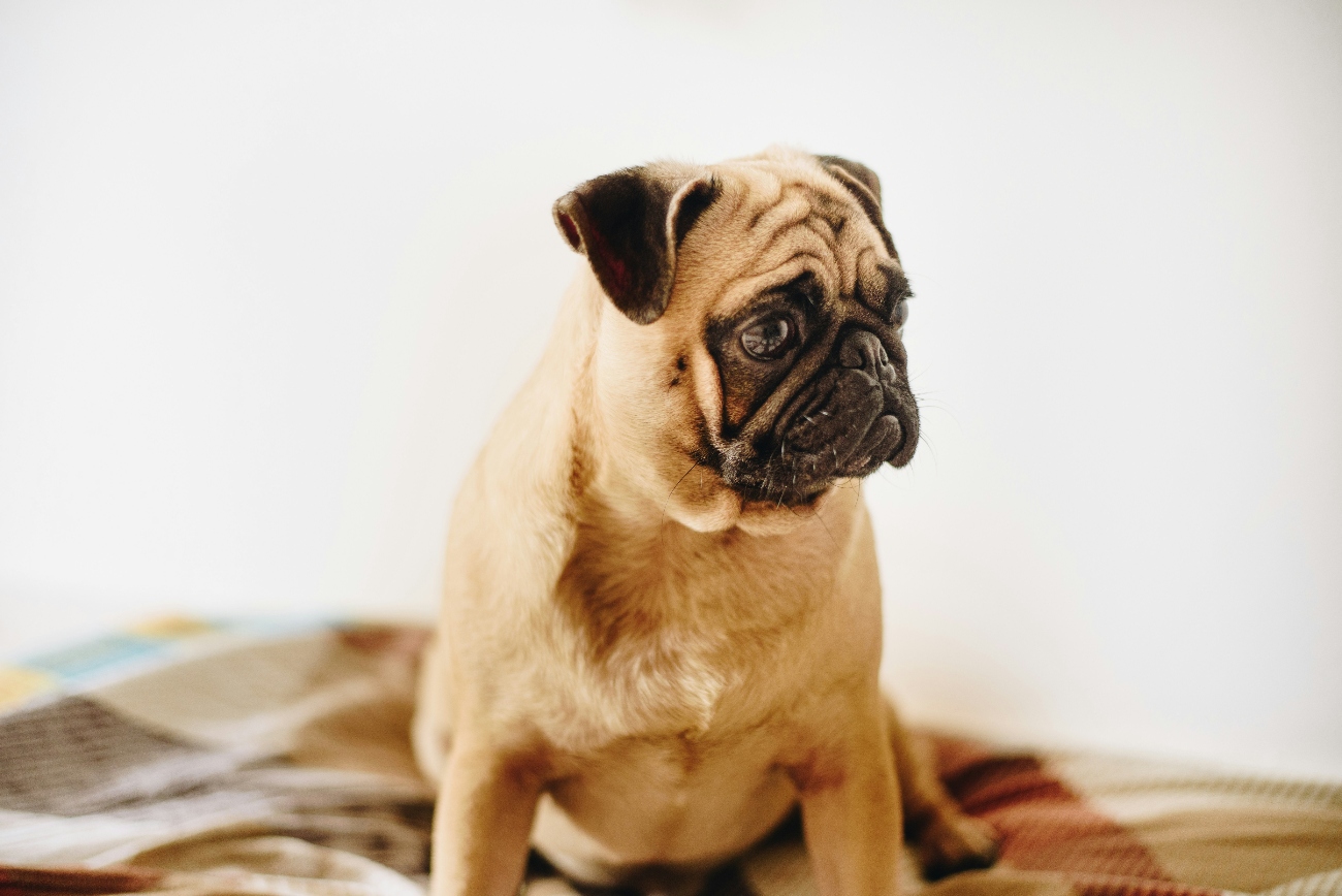 The Pug dog breed | Purely Pets