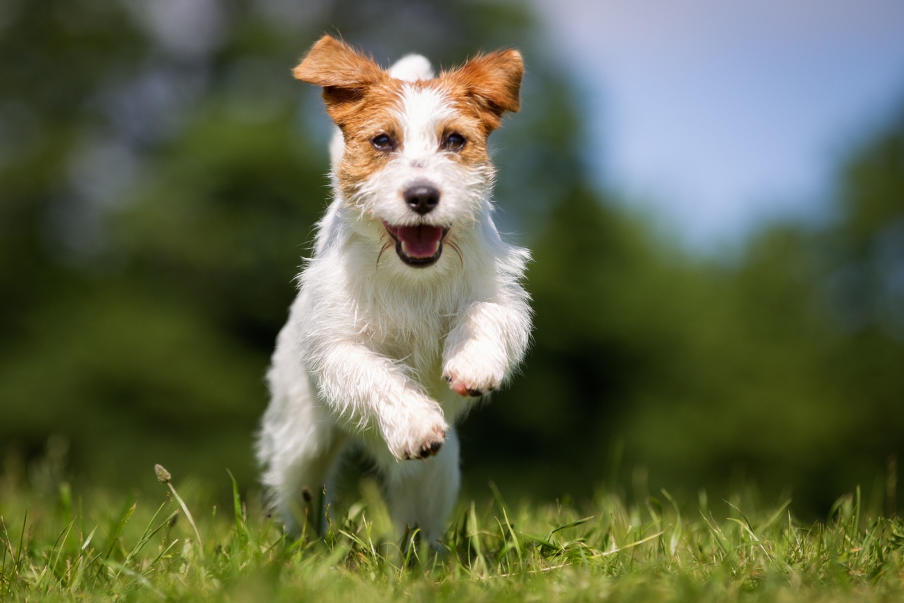 Jack Russell Insurance | Lifetime Cover From Purely Pets