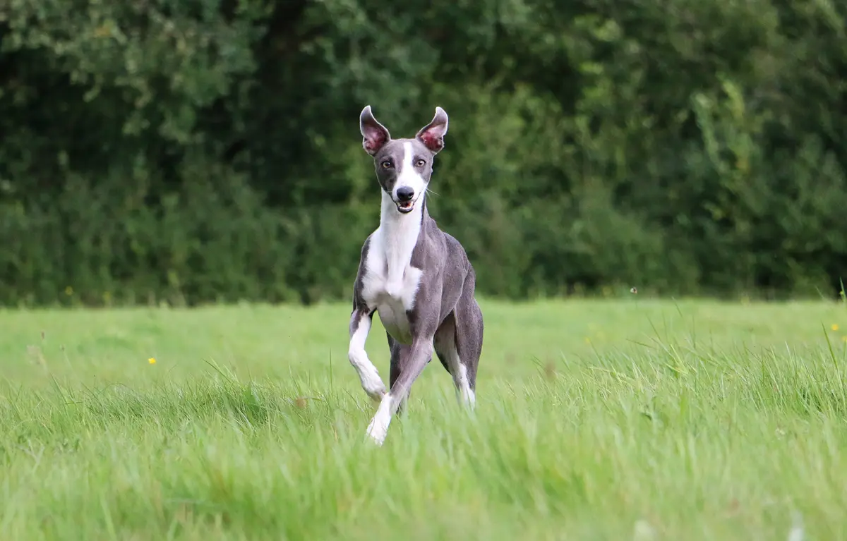 Whippet Insurance | Lifetime Cover From Purely Pets