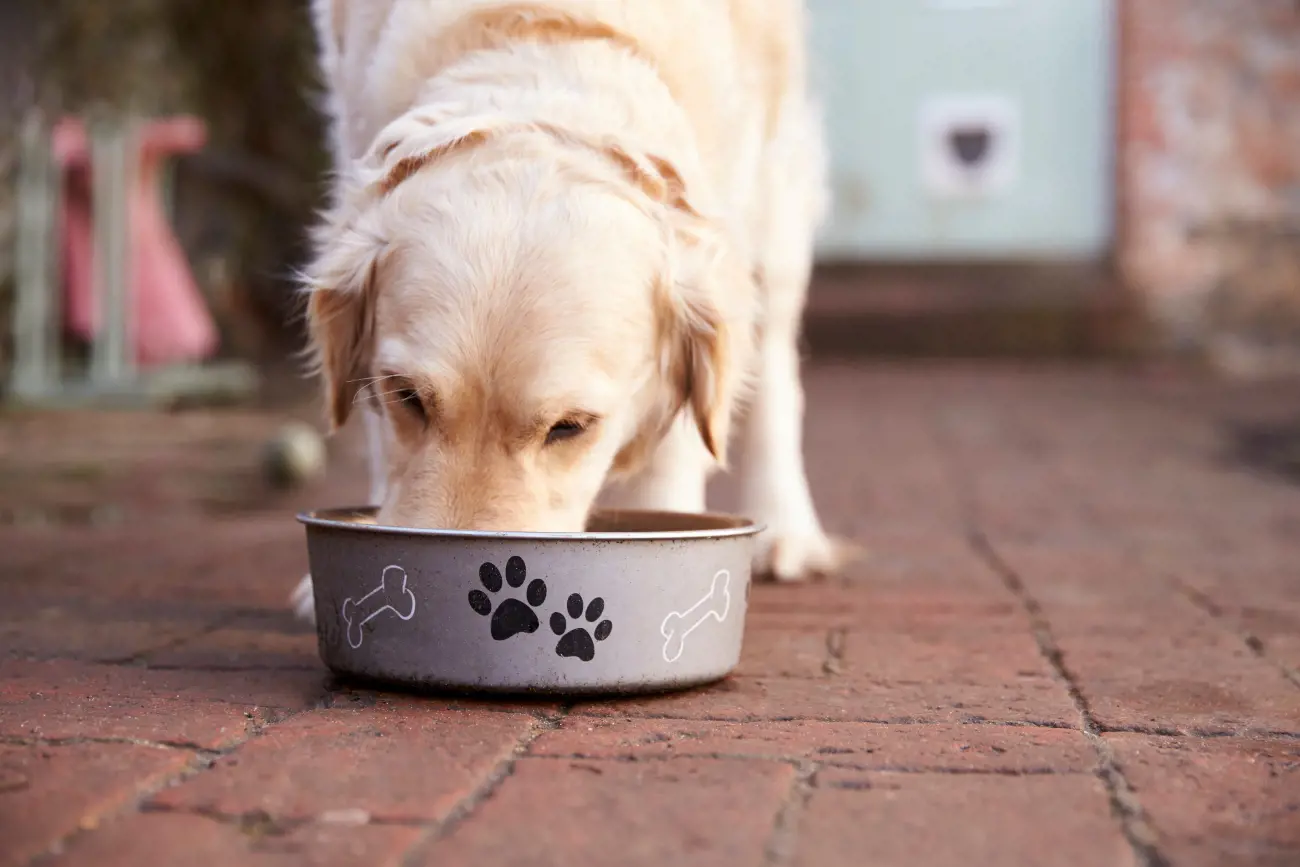 Do Labradors Eat Mice