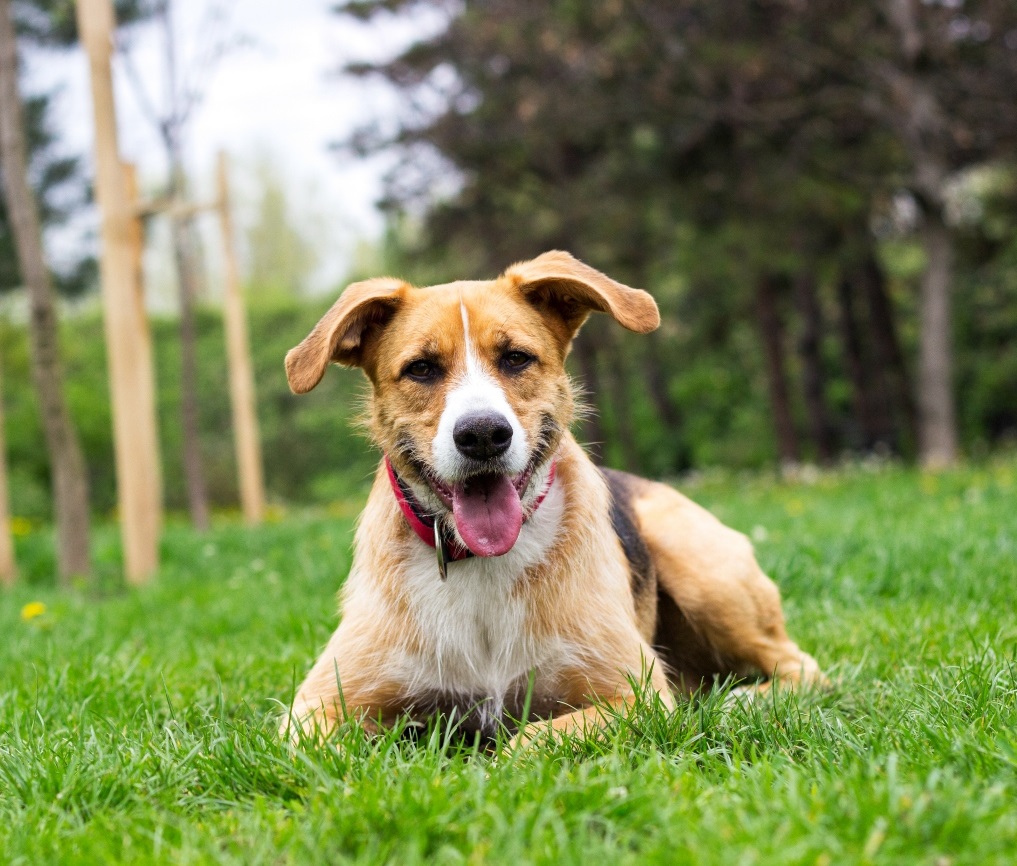 Crossbreed Insurance | Lifetime Cover From Purely Pets