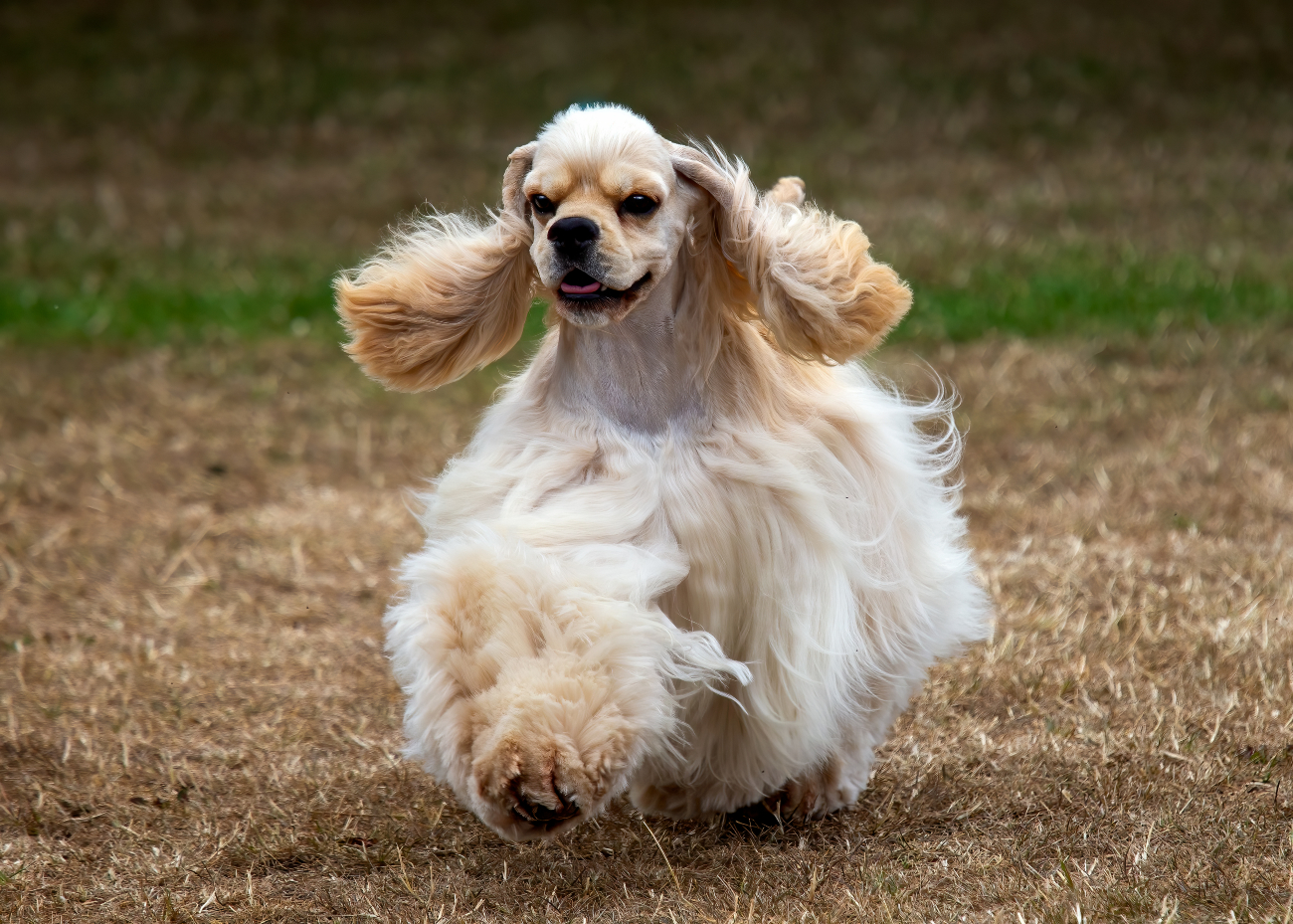 Silver American Cocker Spaniel